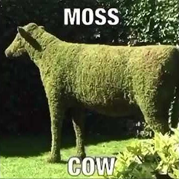 MOSS COW - YouTube