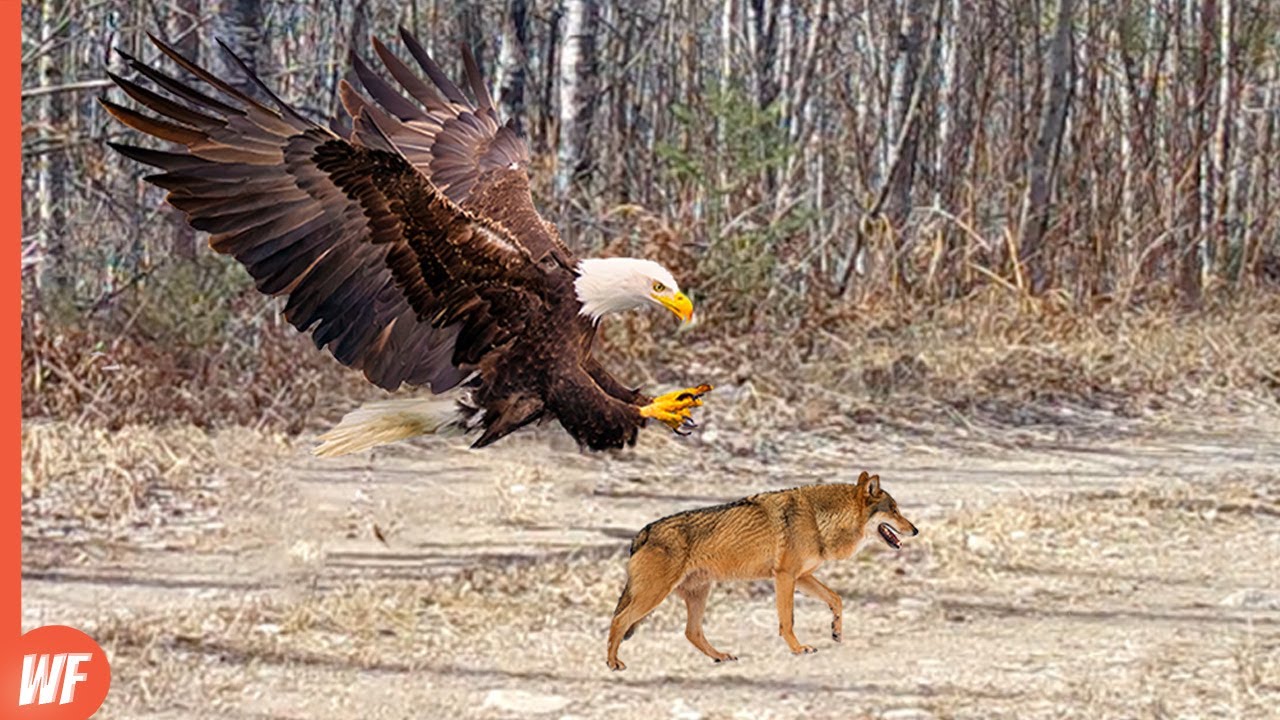 When an Eagle Attacks Wolf..It Grabs It in Seconds - YouTube