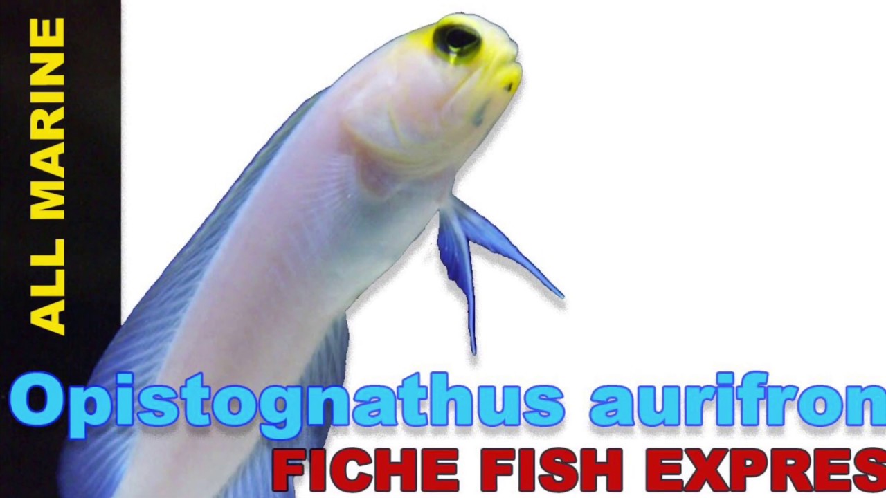 Fiche Fish Express Opistognathus aurifrons - YouTube