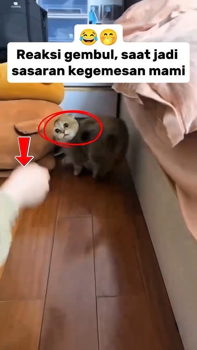 Reaksi gembul saat jadi sasaran kegemesan mami😂🤭#feedshorts #kucinglucu #funnyshorts - YouTube