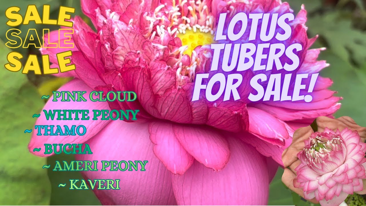 Lotus Tubers For Sale | THAMO | BUCHA | WHITE PEONY | AMERY PENOY ...