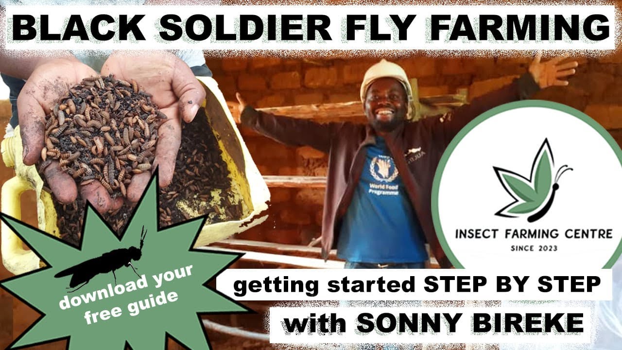 BLACK SOLDIER FLY FARMING – Getting started STEP BY STEP – Insect ...