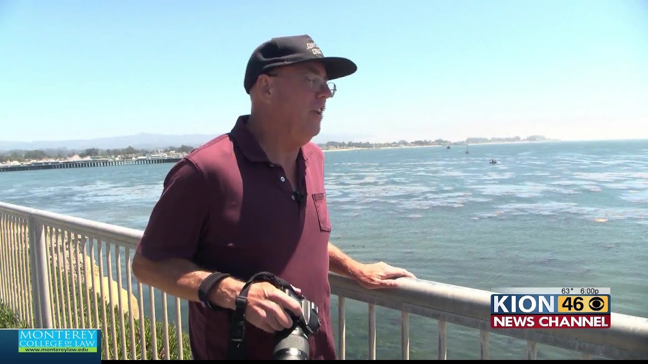 Reported incidents of sea life harassment seen during "Otter Mania ...