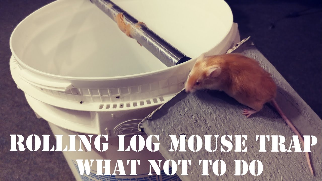 Rolling log mouse trap ( WATCH VIDEO BEFORE USEING ) - YouTube