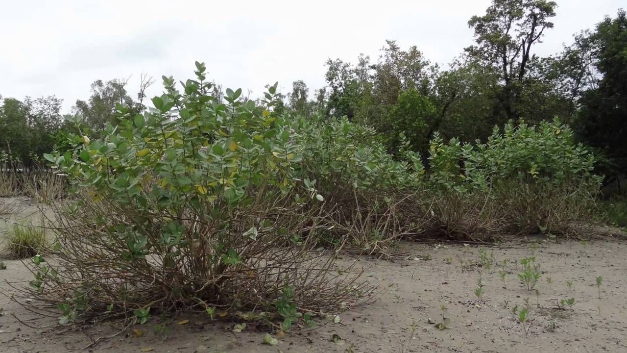 Badaban photo 10 - YouTube