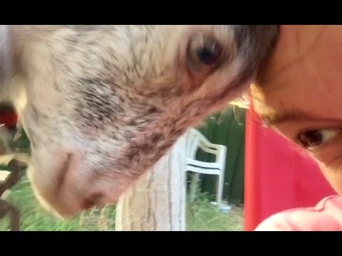 Gider yapan keçiye kafa atan deli