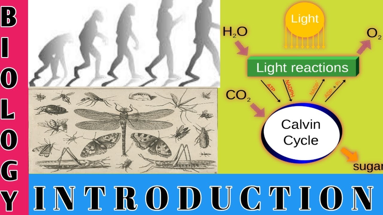 BIOLOGY a simple introduction - YouTube