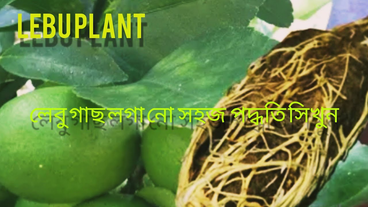 lebu plant লাগানো সঠিক নিয়ম - YouTube