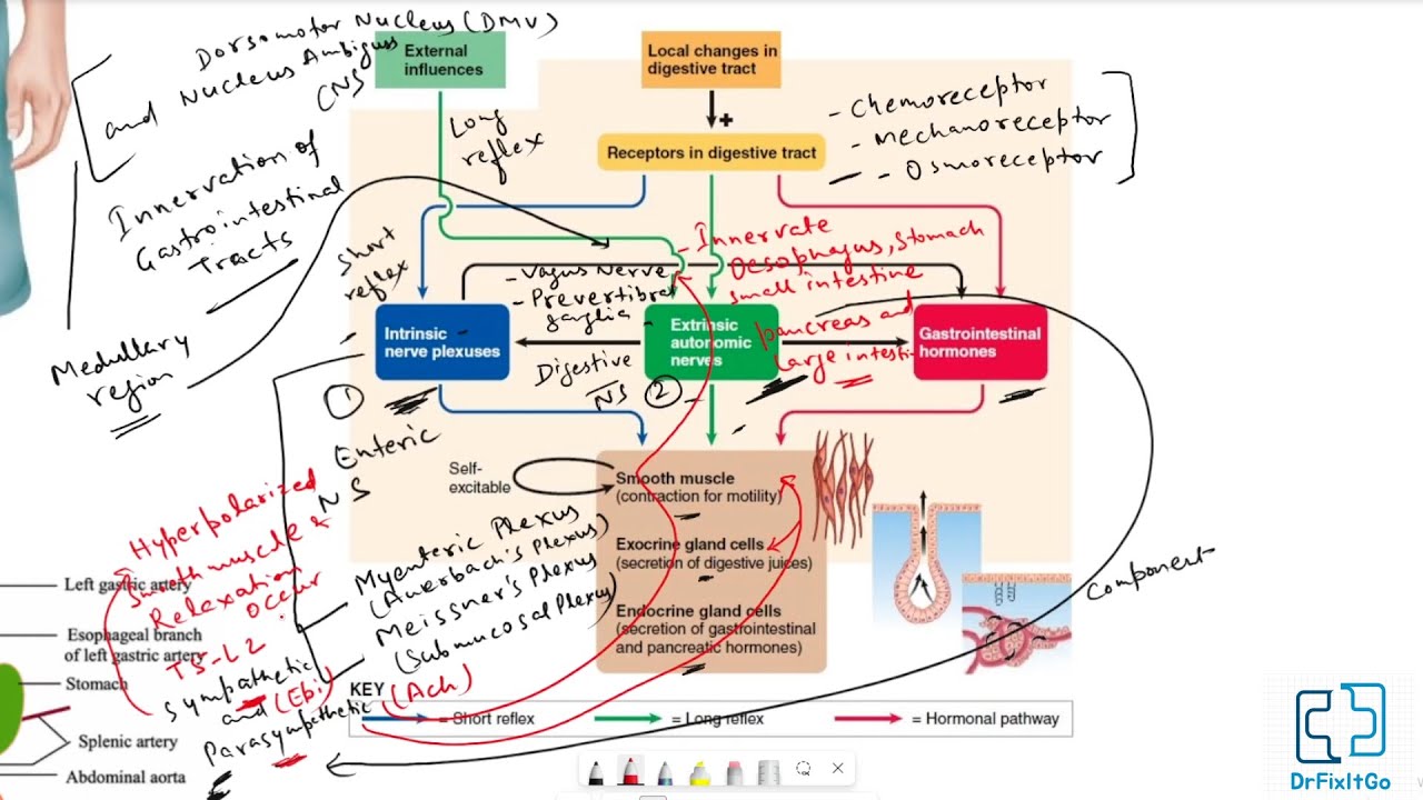 Anatomy and physiology of GIT | Gastrointestinal Tract | Digestive ...