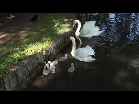 166 21to26May -(4K)- the Cygnets survive the first crucial week - YouTube