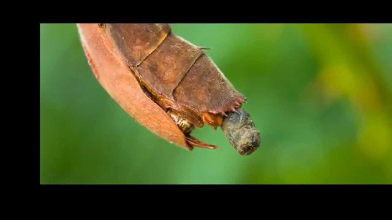Spiny Leaf Insect Extatosoma Tiaratum Adult Female Egg And Frass spiny-leaf-insect-extatosoma-tiaratum-adult-female-egg-and-frass