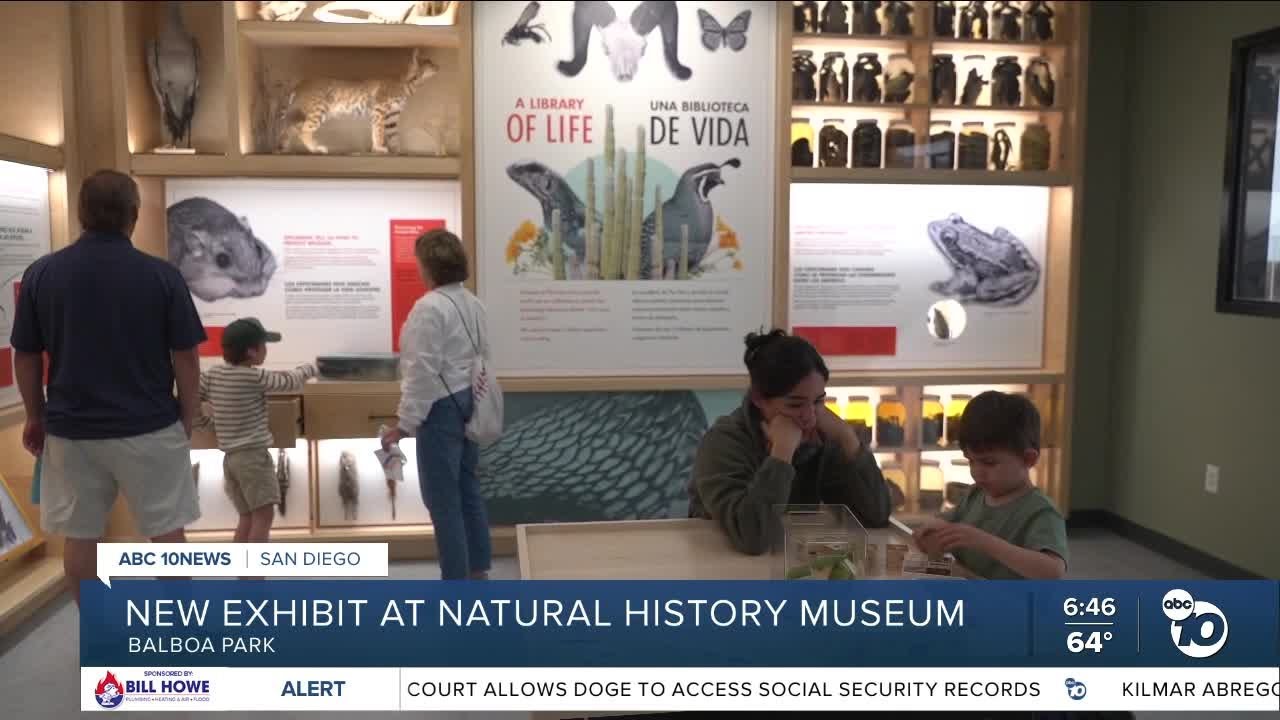 New 'Amazement in the Basement' exhibit opens at San Diego Natural ...