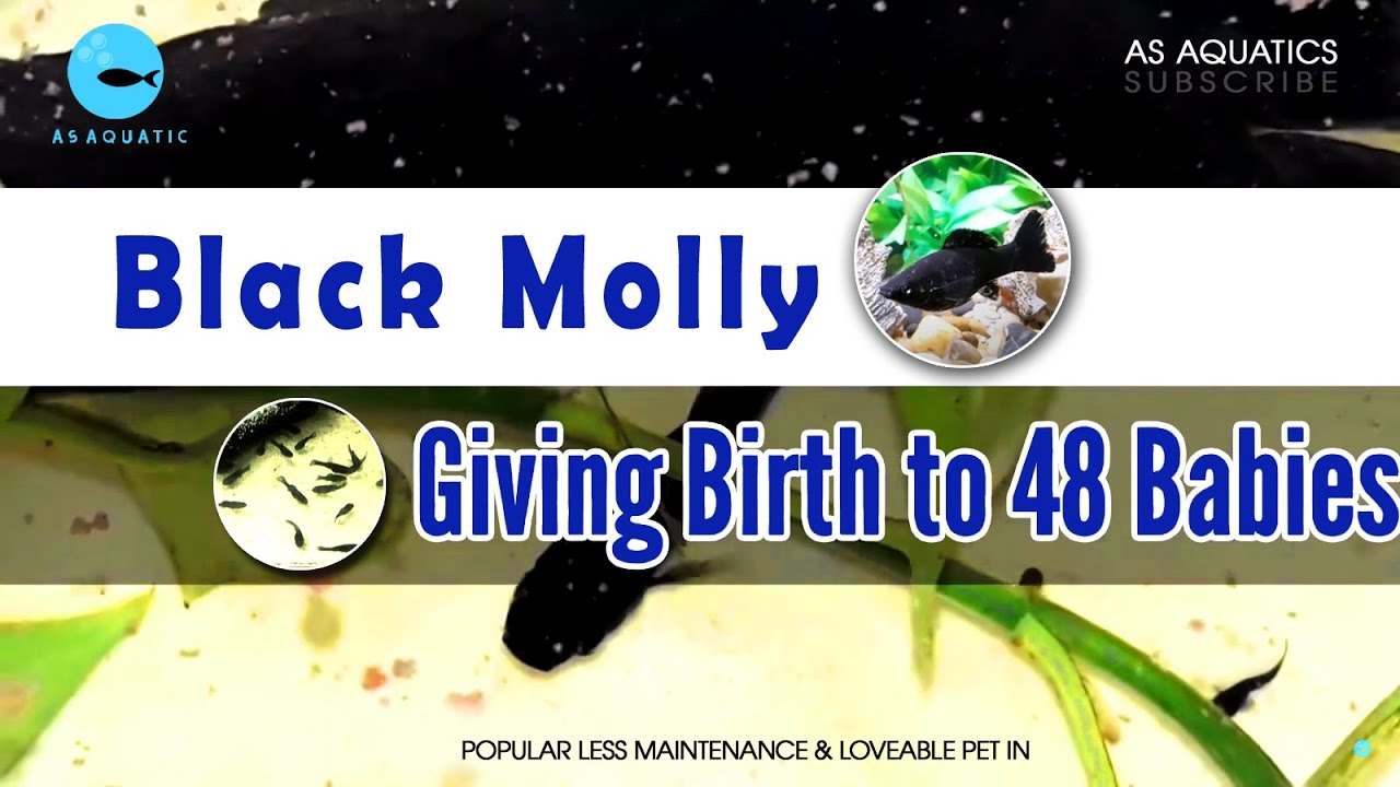 Molly Fish Giving Birth to 48 Babies #Viral molly fish breeding period ...