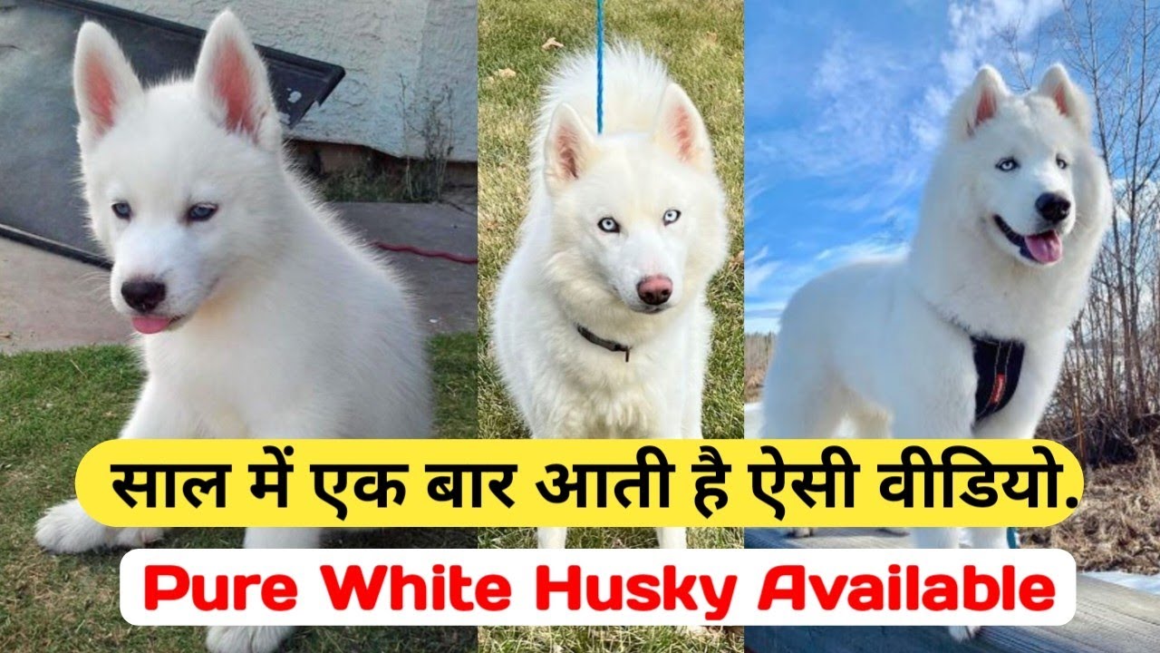 Pure White 🤍 Husky Male For Sale | Long Coat German Shepherd Puppies 🔥🚩 ...