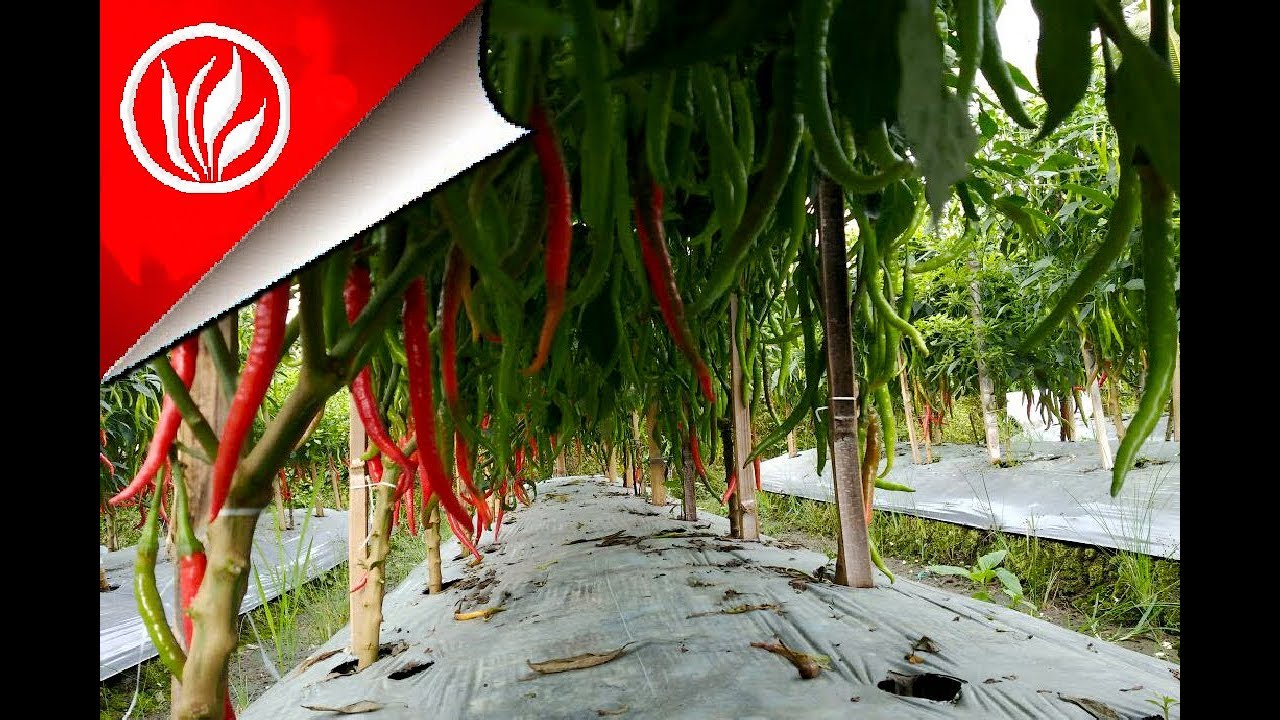NGERI ! Kebun Cabai Merah Bali Panen Per 1000 Meter meningkat 50% - YouTube