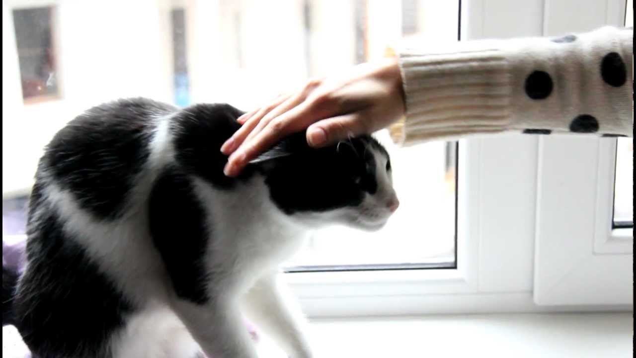 mitsi the cat - YouTube