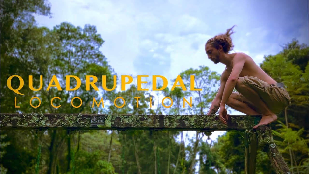 Quadrupedal Locomotion | Primal Movement - YouTube