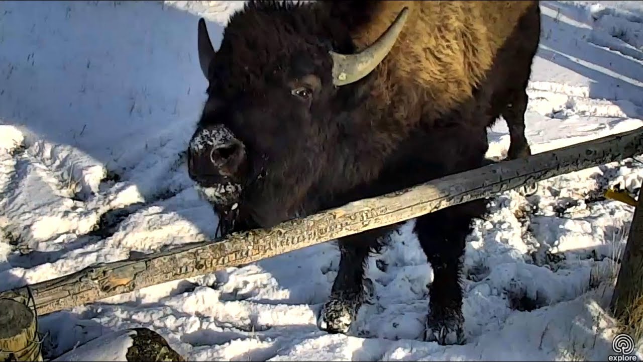 Close up visit to Bison cam. 04 November 2017 - YouTube