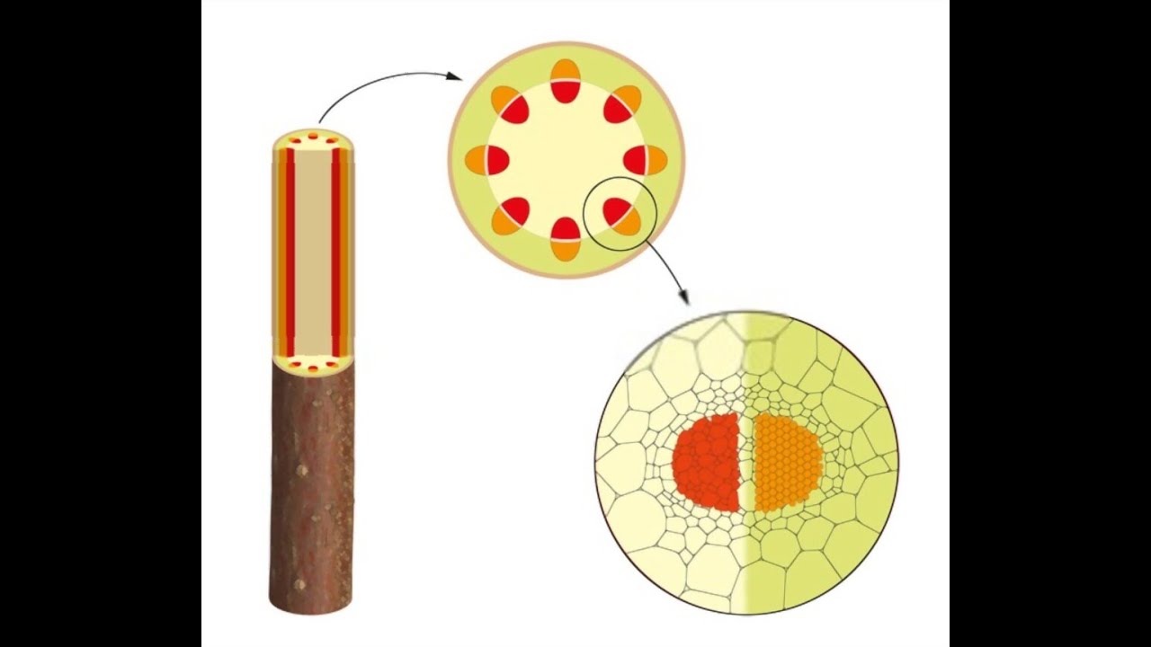 Cross Section Of Stem