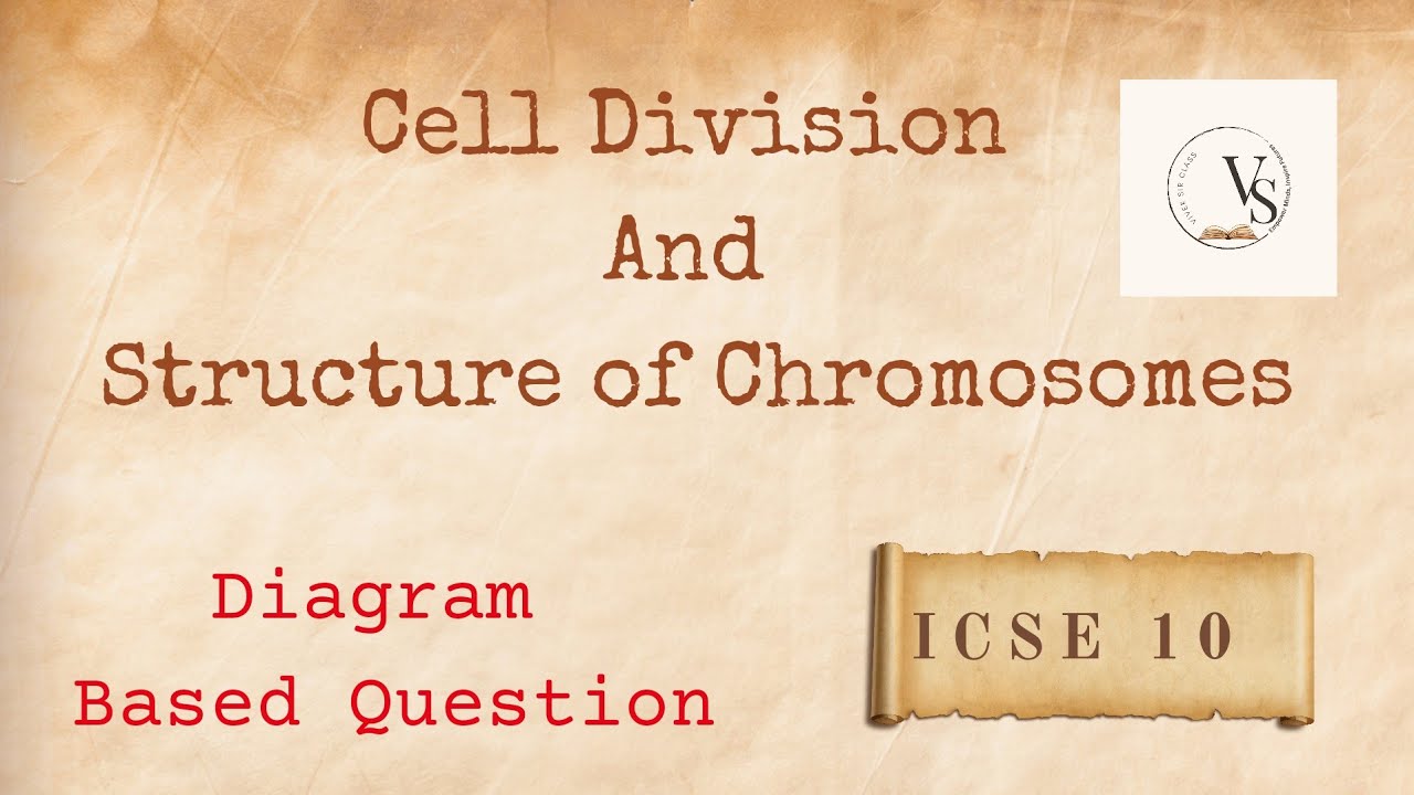 Diagram-Based Question on Mitosis and Chromosomes | ICSE Class 10 ...
