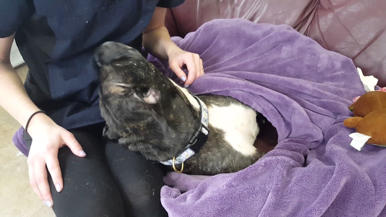 Cudoe is available for adoption! - PEIHS - YouTube