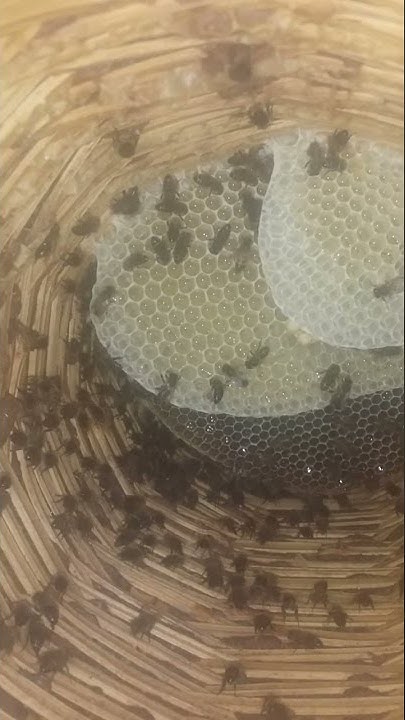 #نحل #نحل_العسل #نحلة #نحلات_عسوله #عسل_اسود #عسل_النحل #عسل_طبیعی # ...