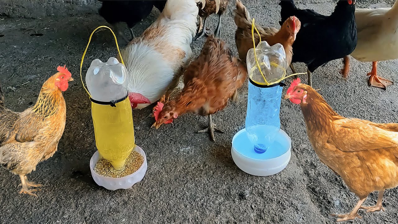 diy chicken feeder - how to make diy chicken feeder and drinker with ...