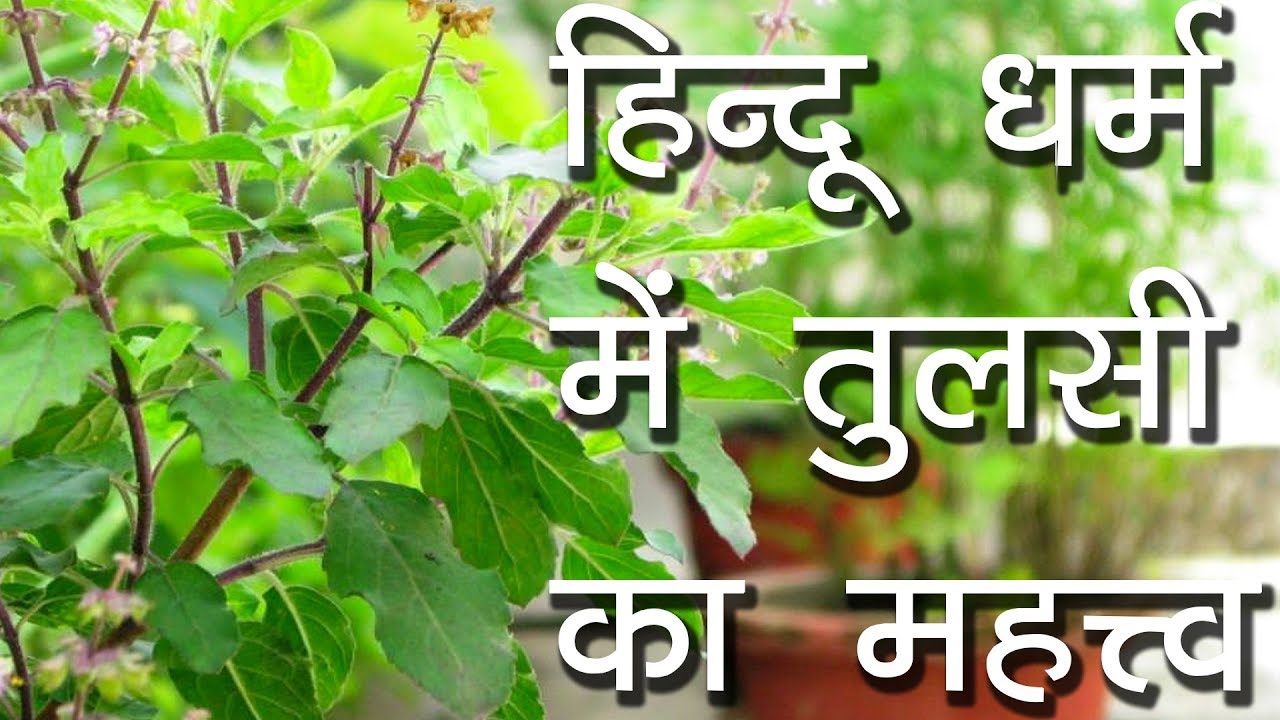 हिन्दू धर्म में तुलसी का महत्त्व | Significance of Tulsi Plant in ...