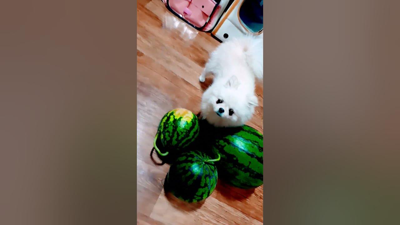 할머니 지인분이 따다주신😛😛😛 싱싱한수박😚😚😚 엄마 잘라서 주세용😁😁😁 Youtube
