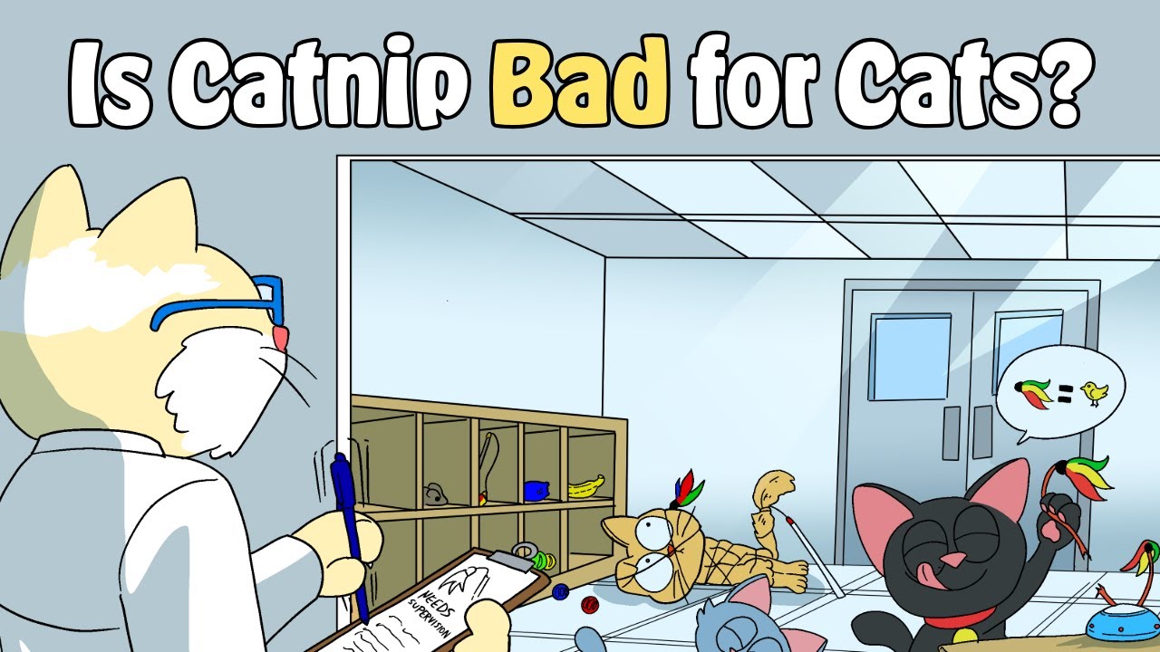The SHOCKING Reality of Cat Nip Addiction - YouTube