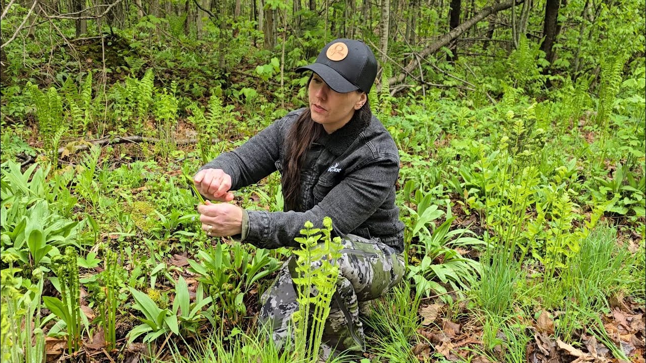 Fiddlehead Fern Foraging and Identification - YouTube