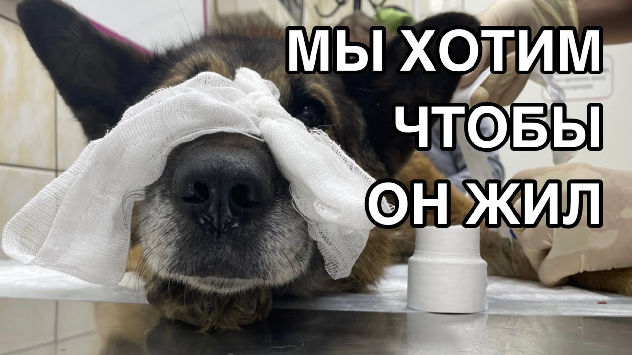 Спасение животных Лечение собачки от пироплазмоза в приюте для