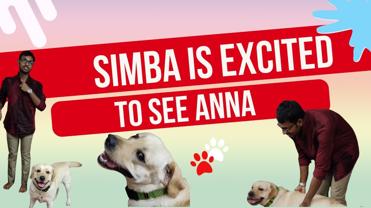 Simba excited to see Anna Full video 😂🥰 #doglove #labrador - YouTube