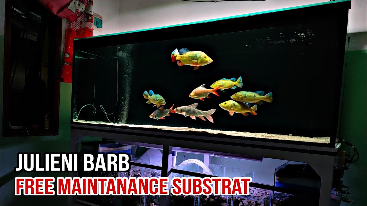 Julieni Barb! Ikan Tankmate Yang Wajib Ada Di Tank Predator Dasaran ...