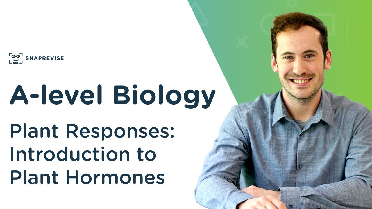 Plant Responses: Introduction to Plant Hormones | A-level Biology | OCR ...
