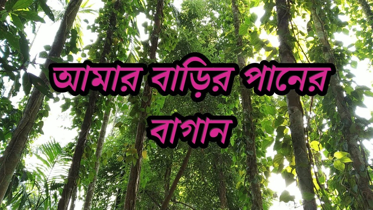 Paner bagan॥pan gach॥আমার বাড়ির পানের বাগান/Betel Leaf//bengali secret ...