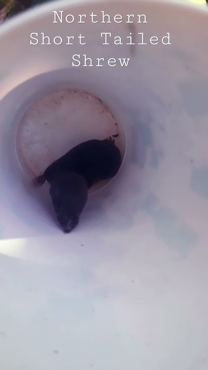 Moving A Northern Short-Tailed Shrew To A Safe Place #northernshrew # ...