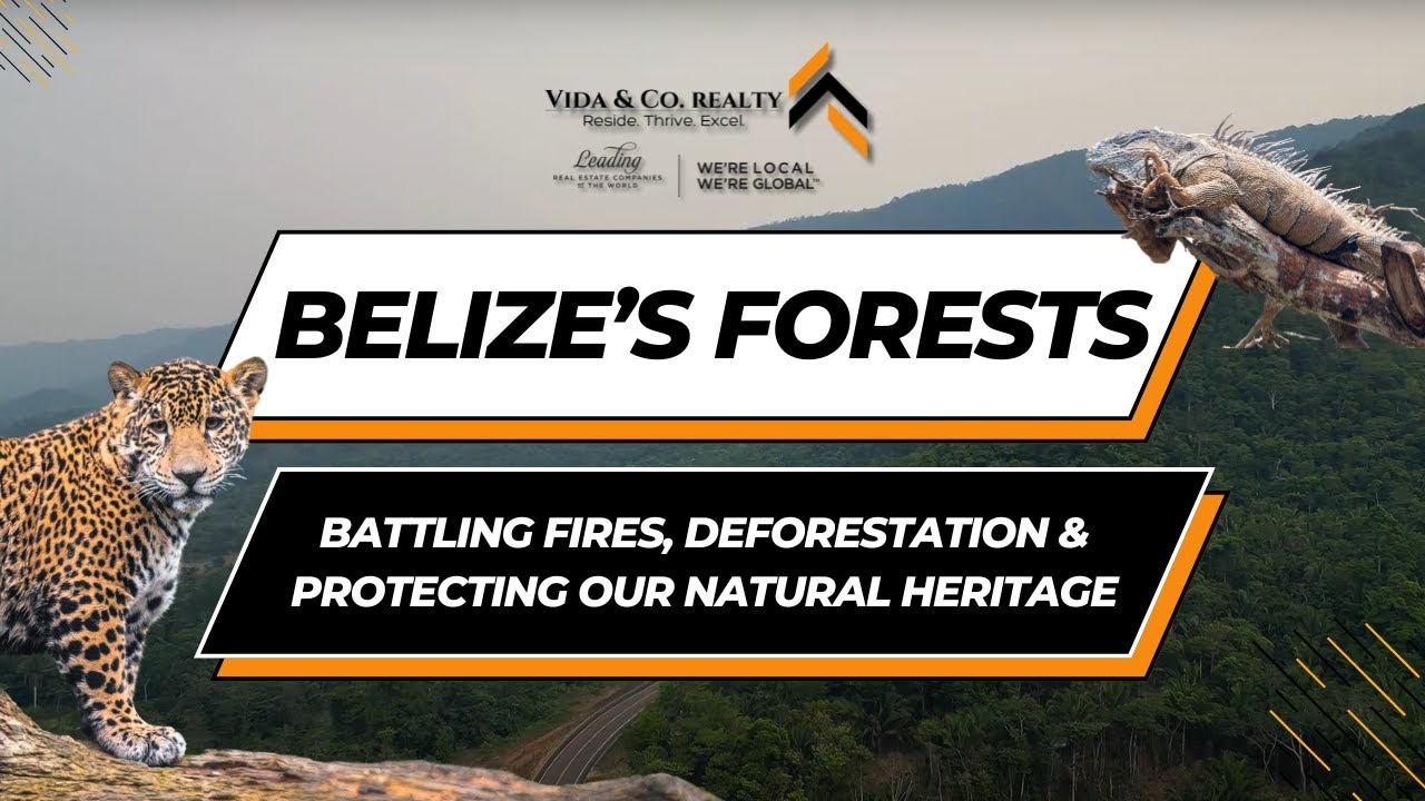 Belize’s Forests: Battling Fires, Deforestation & Protecting Our ...