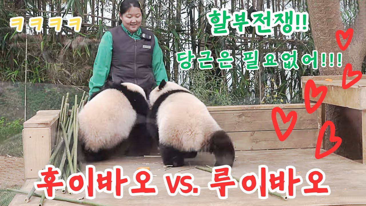 후이바오 Vs루이바오 할부전쟁 당근은 안 먹고 할부만 받고 싶어 😍😍 승희이모는 수줍어하고 당황스러워보였어요 😂😂 에버랜드 판다월드 2024년 4월