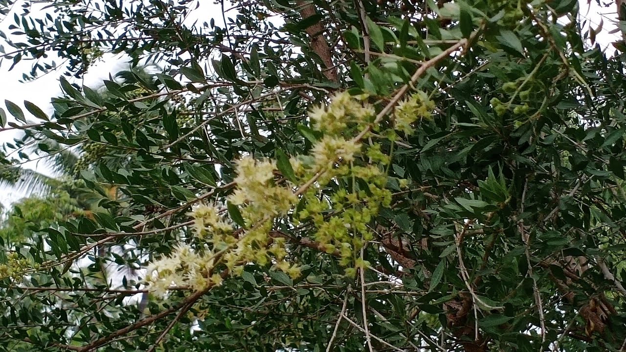 Maruthani //gorintaaku//in tamil - YouTube