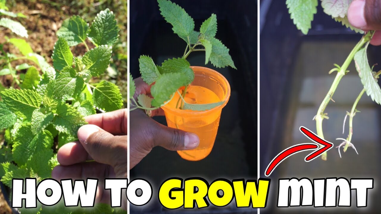 HOW TO GROW MINT AT HOME EASY - YouTube