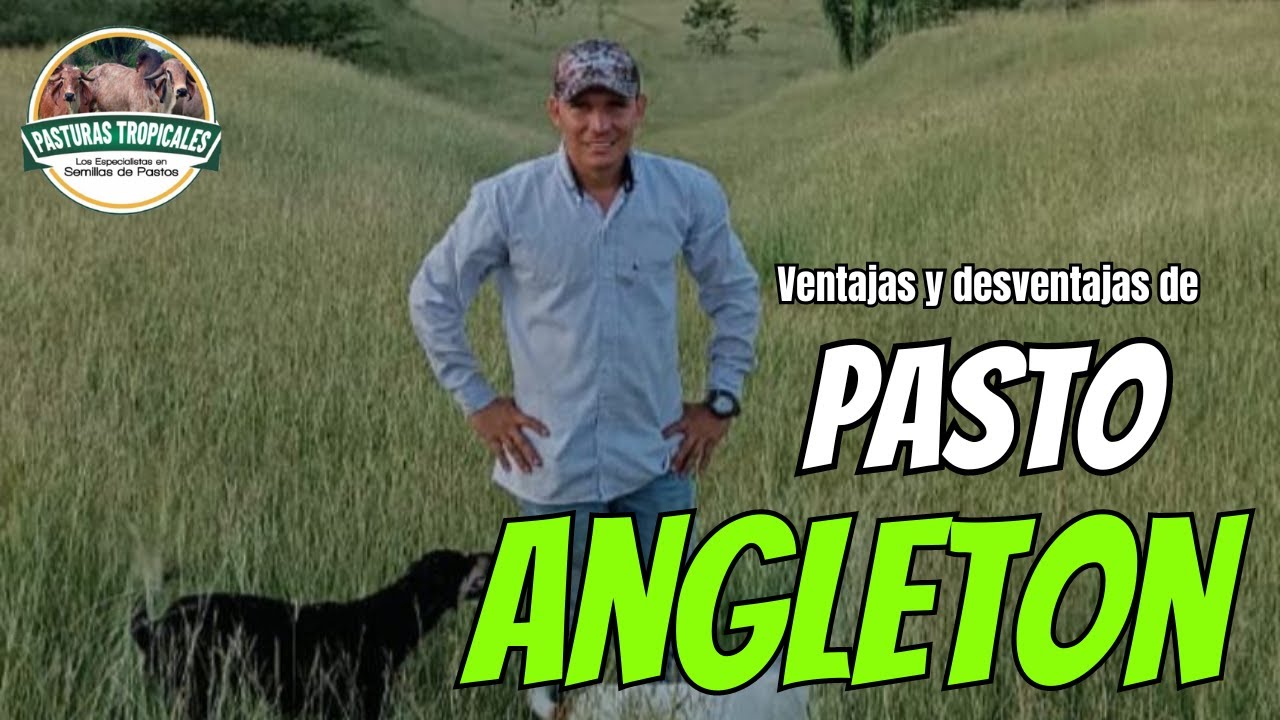 Pasto Angleton: Ventajas y Desventajas que Debes Conocer # ...