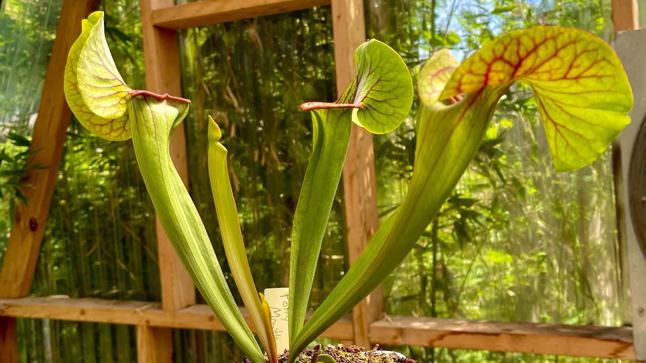 Venus Flytrap | Just a Quickie - YouTube