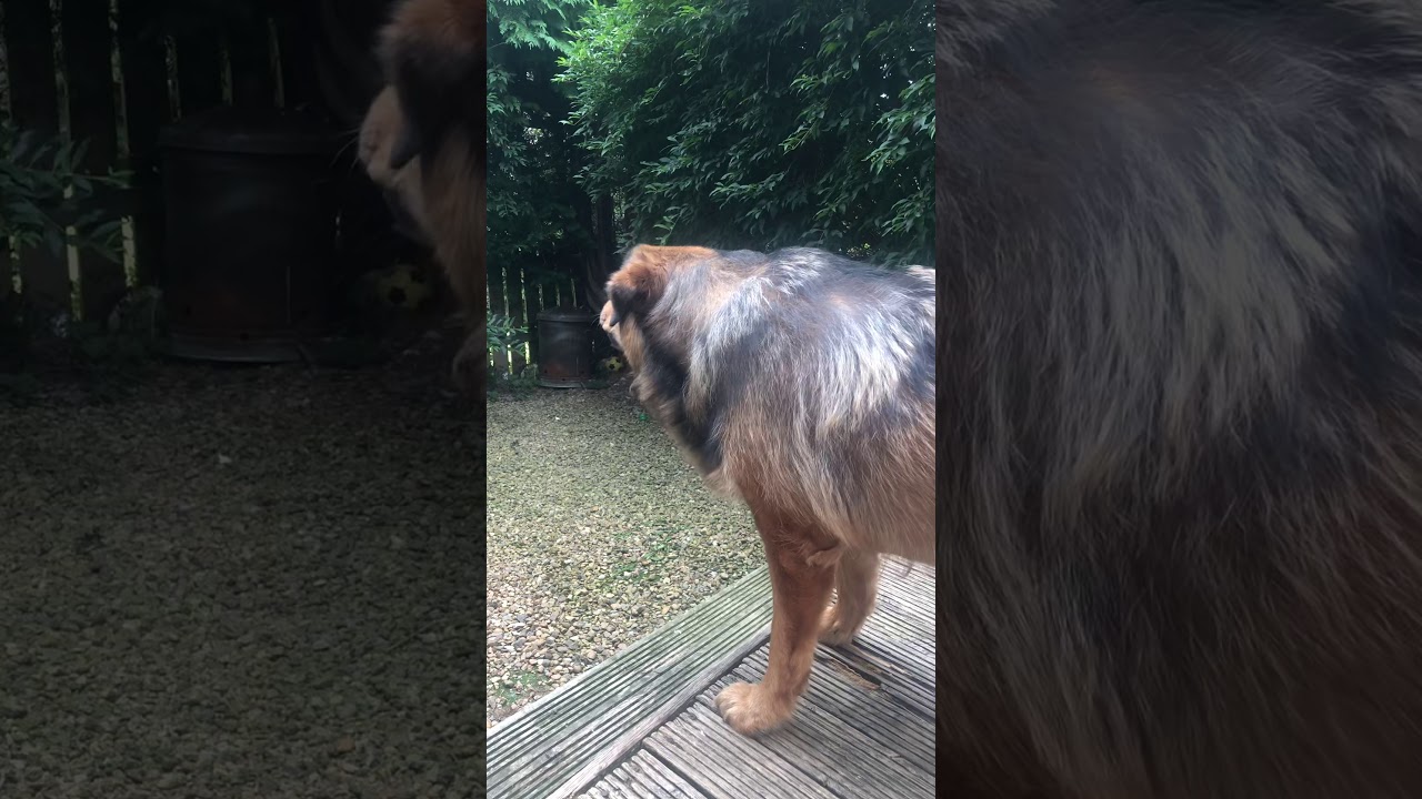Tibetan Mastiff barking at nothing again - YouTube