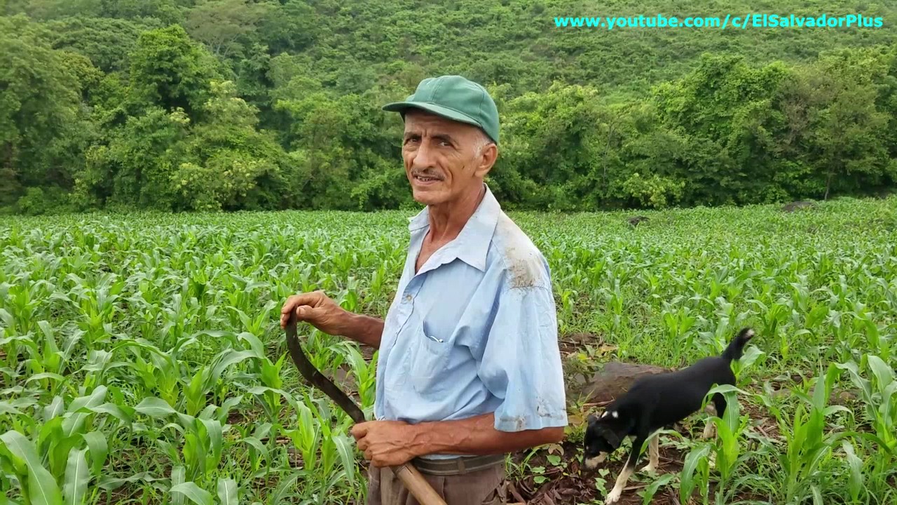 4- Conversando Con Don Salomon En La Milpa - Limpiando La Milpa 4 de 8 ...