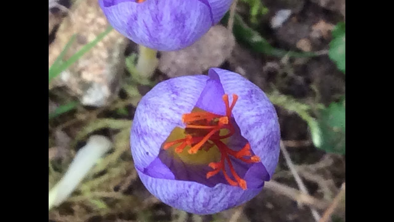 Crocus d'automne speciosus 'Conqueror' pétales en soie véinés de bleu ...