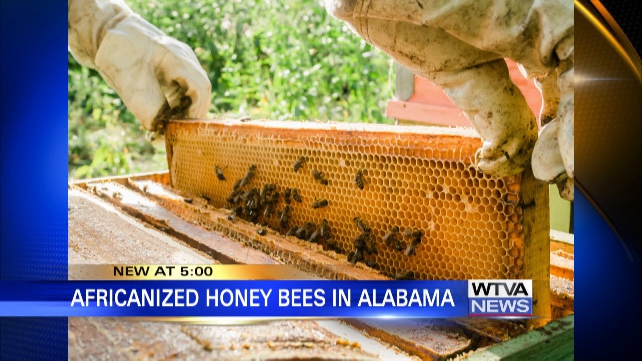 Killer bees found in southeast Alabama - YouTube