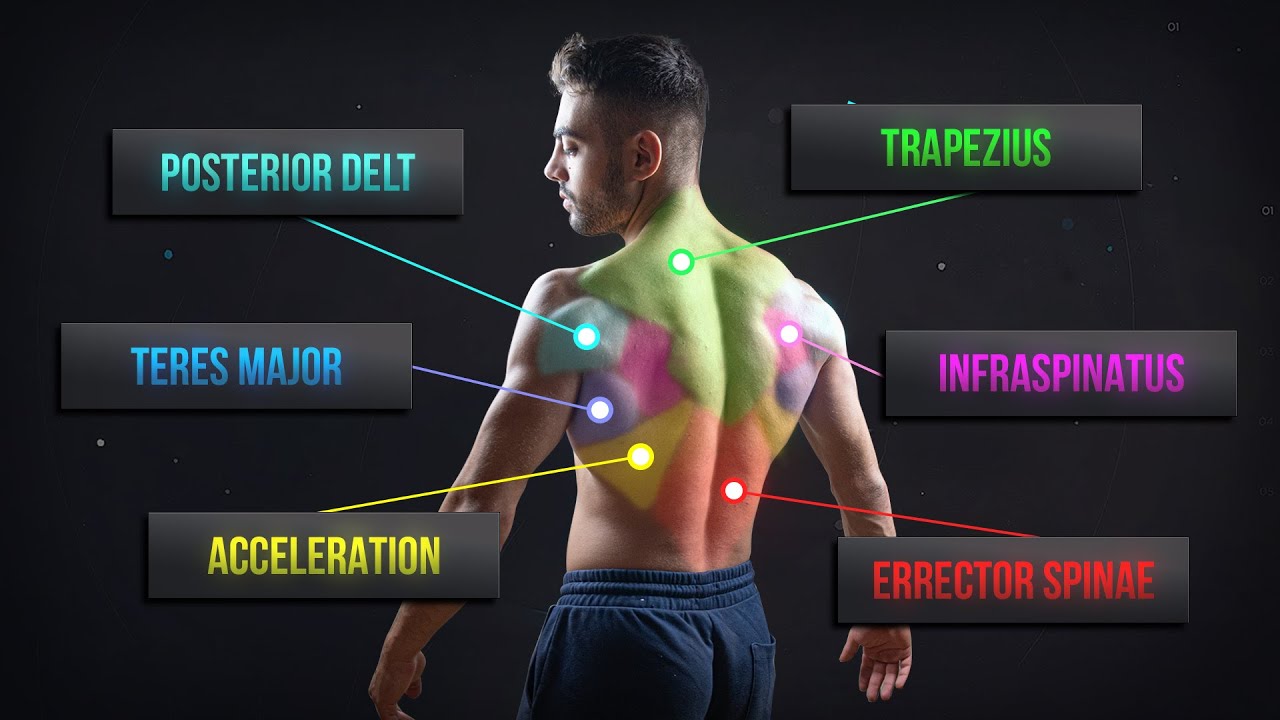 5 Min Dumbbell Back Workout (Target Every Back Muscle) - YouTube