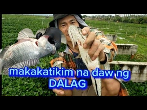 Daming dalag at plapla #dalag#plapla#tiksayfishunting#airgunfishunting# ...