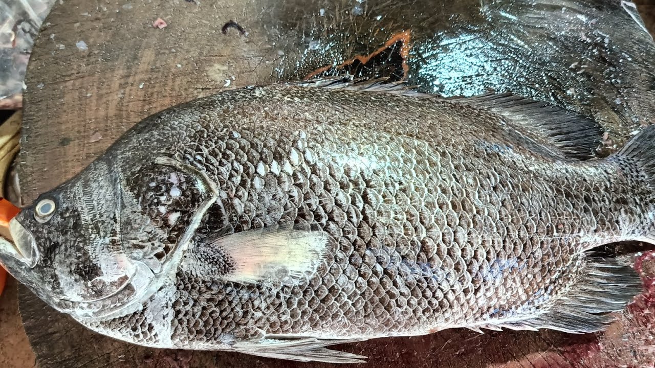 Black snapper/ kareepetti /fish cutting skills #share #comment #like # ...